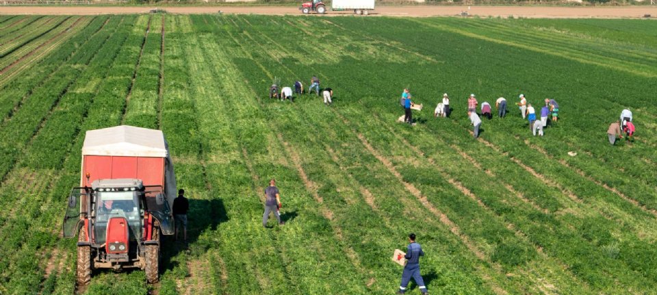 Britse boeren verkeren na brexit nog steeds in onzekerheid - Nieuwe Oogst