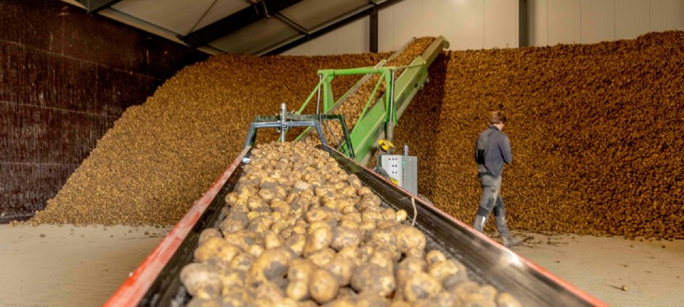 Verwerking fritesaardappelen naar lager pitje - Nieuwe Oogst