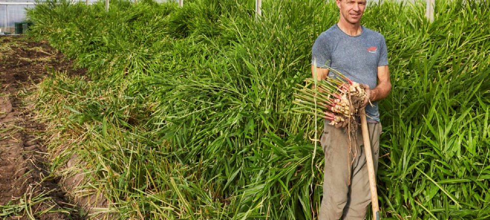 Colruyt brengt Belgische gember en kurkuma naar het schap - Nieuwe Oogst