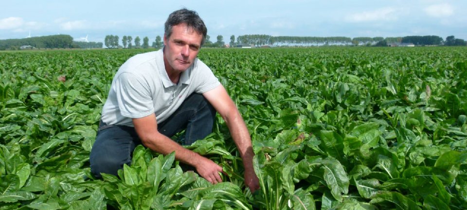 Sjakkie de Hulster: 'Met cichorei verdien ik een prima boterham ...