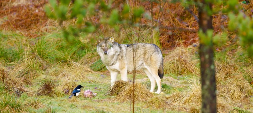 Stichting bindt juridische strijd aan met wolf in Nederland - Nieuwe Oogst