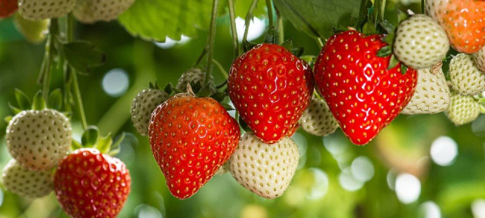 Bayer breidt fruitactiviteiten uit met aardbeien - Nieuwe Oogst