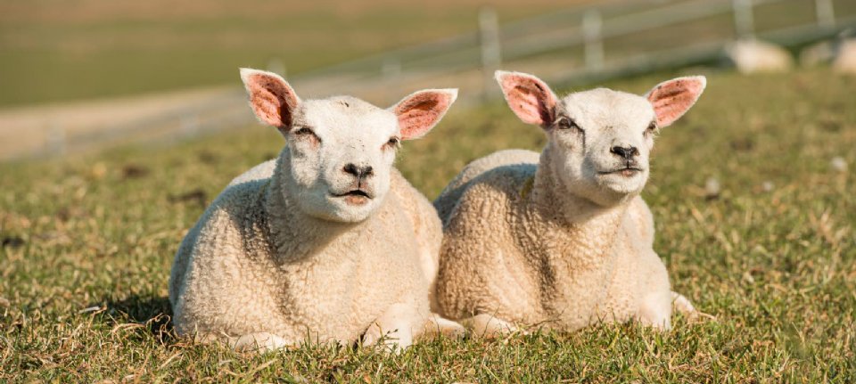 Waterschap zet 250 schapen in om dijken te versterken tegen droogte ...