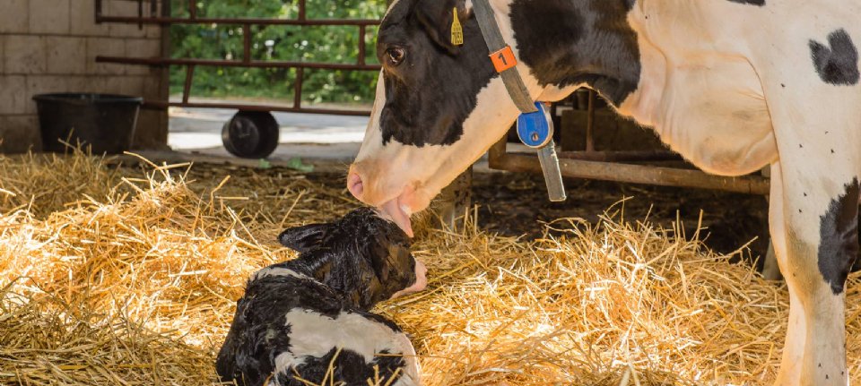 Webinar: kalveropfok en koemonitoring, laat niets aan het toeval over ...