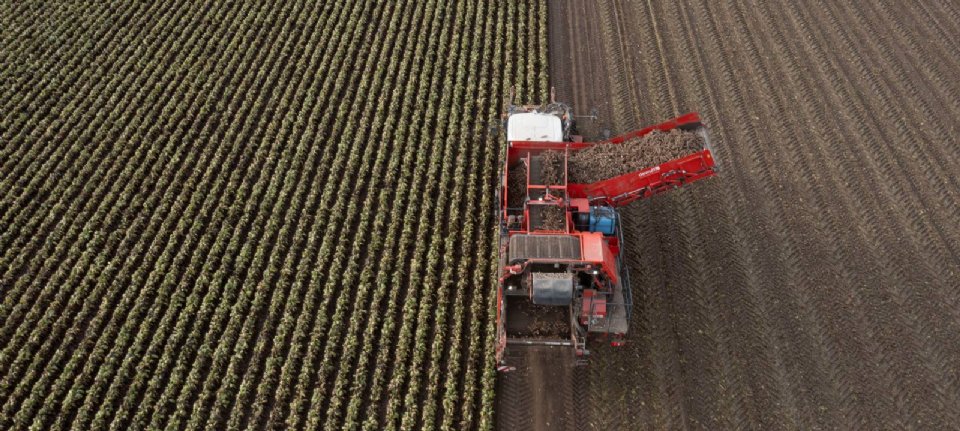 Laatste witlofpennen de grond uit - Nieuwe Oogst
