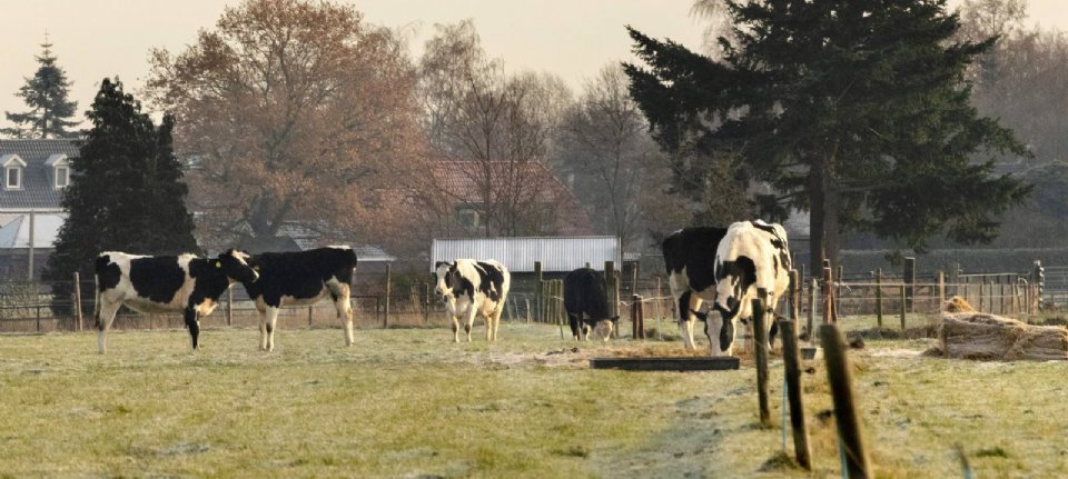 Kabinetsval leidt tot nog meer onzekerheid voor Veluwse veehouders - Nieuwe Oogst