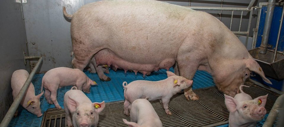 Nederlandse kennis over varkensvoer waardevol voor andere landen ...