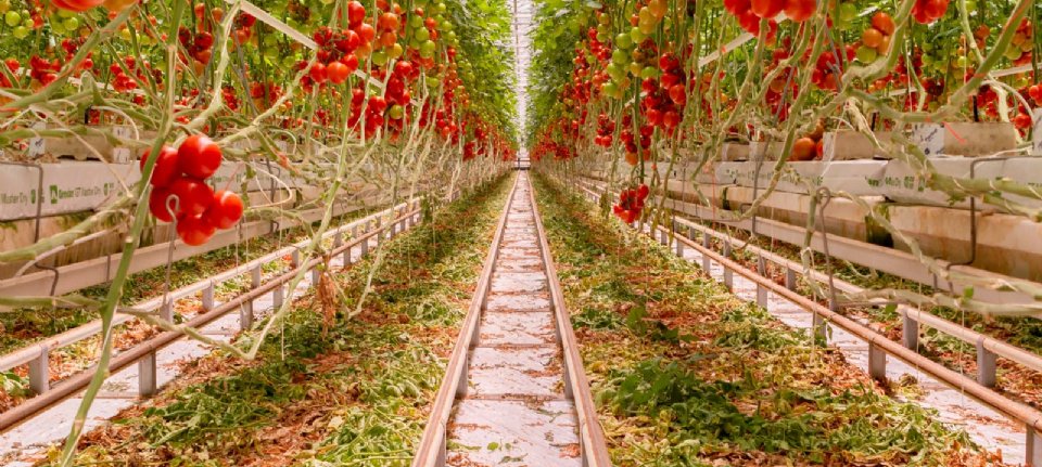 Dalend ledenaantal resulteert in lagere omzet voor Royal ZON - Nieuwe Oogst