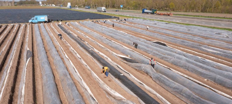 Zorgen over toekomst aspergeteelt in Nederland - Nieuwe Oogst
