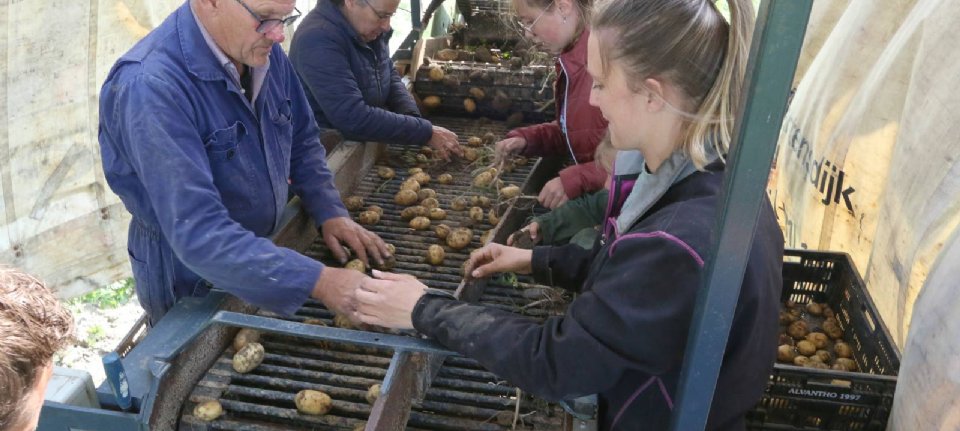 Twintig kistjes vroege aardappelen rooien voor de huisverkoop - Nieuwe ...