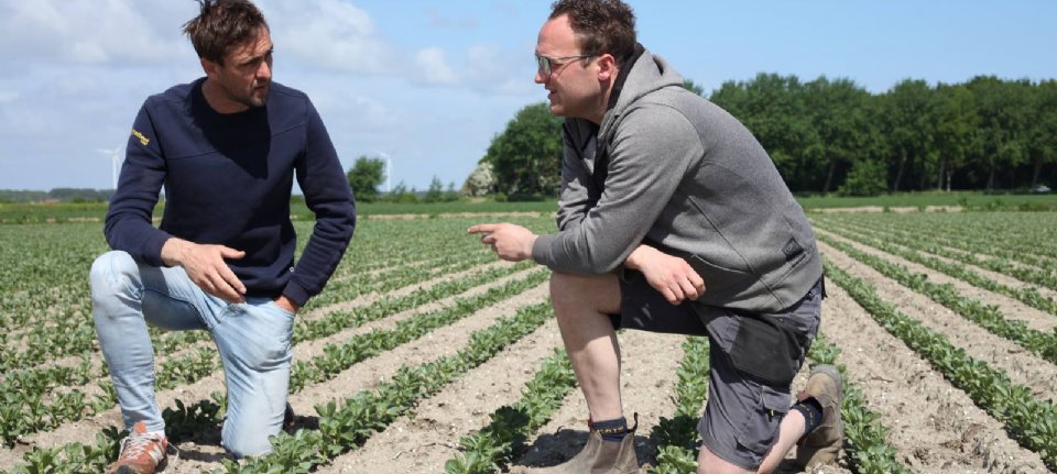 'Veldboon is mooie aanvulling op ons extensieve bouwplan' - Nieuwe Oogst