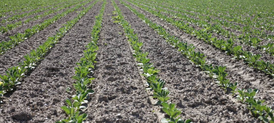 Opbrengst veldbonen moet hoger om teelt boost te geven - Nieuwe Oogst