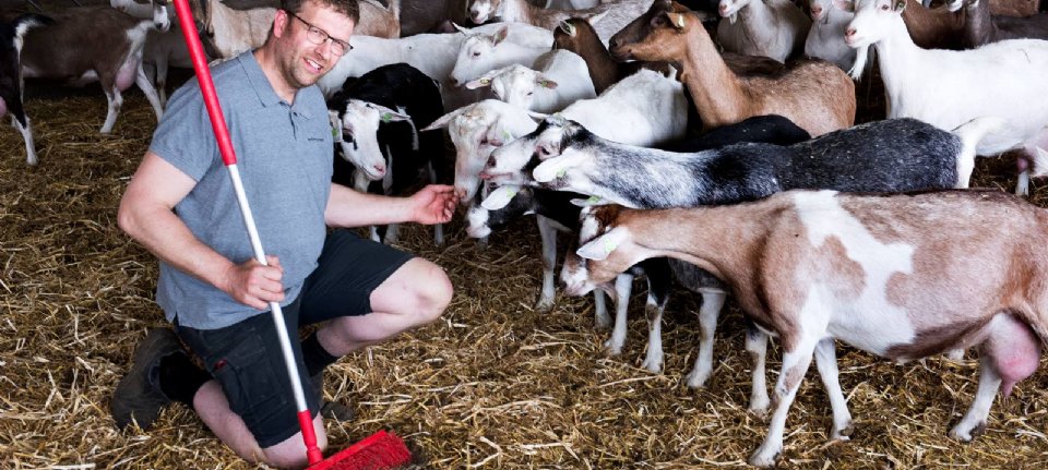 Geitenhouder Martijn de Kruijf verwaardt al zijn bokjes - Nieuwe Oogst