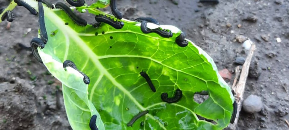 Rupsen eten gewas op, maar bestrijden mag niet - Nieuwe Oogst