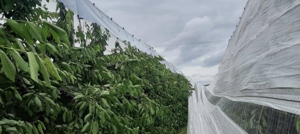 Schade storm Poly blijft beperkt in land- en tuinbouw - Nieuwe Oogst