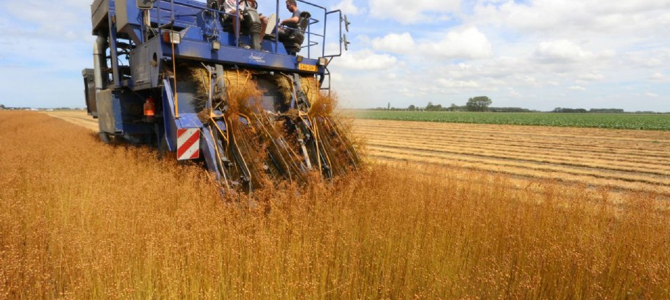 Eerste perceel vlas plukken en direct dorsen - Nieuwe Oogst