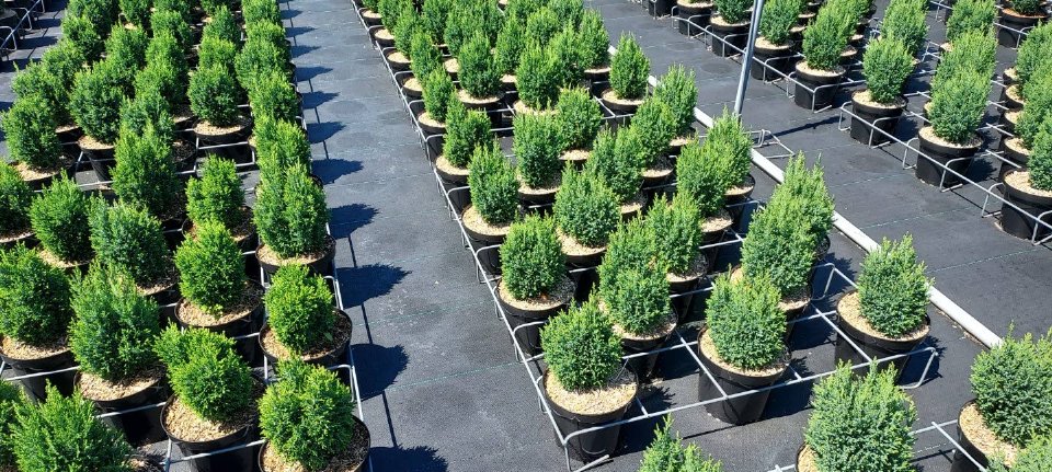 Delphy start onderzoek naar nieuwe groeimedia in Ellwoodii - Nieuwe Oogst