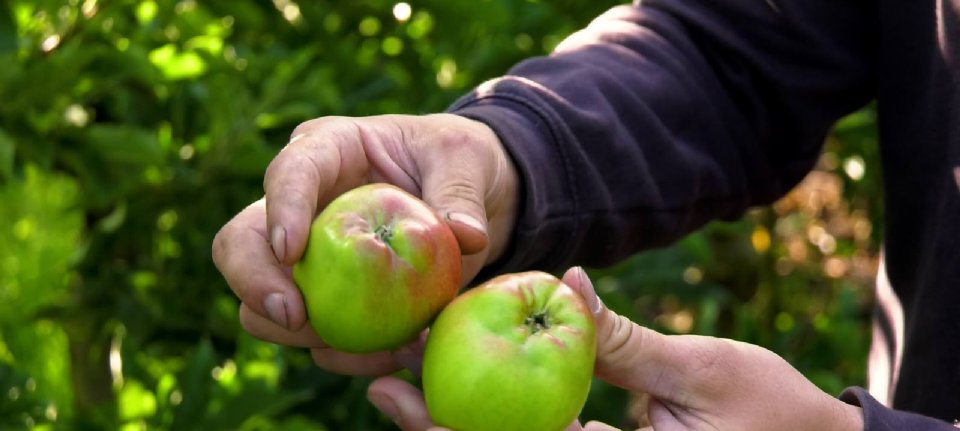 NVWA adviseert negatief over vrijstelling Raptol in fruitteelt - Nieuwe ...