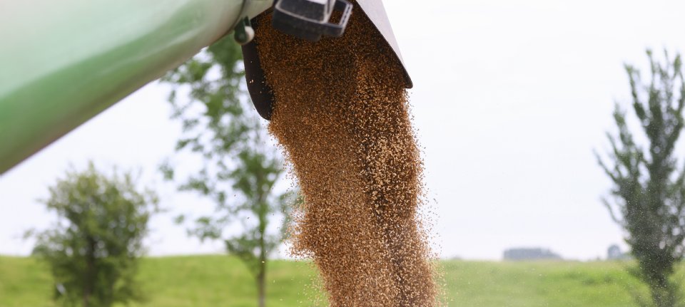 FarmPlus hoopt eind deze week tarweoogst af te ronden - Nieuwe Oogst