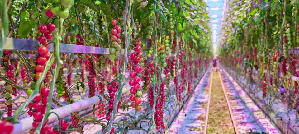 Delphy wil vooroplopen in transities - Nieuwe Oogst