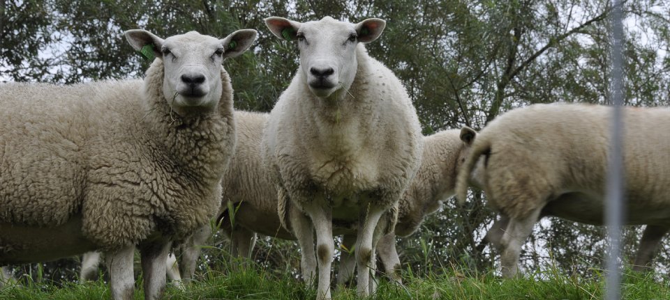 NVWA schorst vergunning middelgrote schapen- en runderslachterij ...