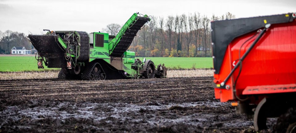 Ondanks misoogst 2023 meer aardappelen in België - Nieuwe Oogst