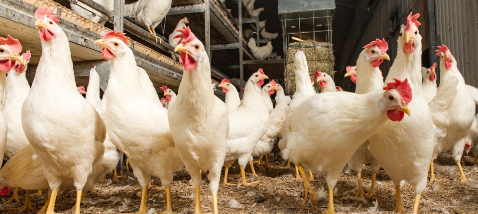 Pluimvee bereikt bijna nieuwe fosfaat- en stikstofplafonds - Nieuwe Oogst