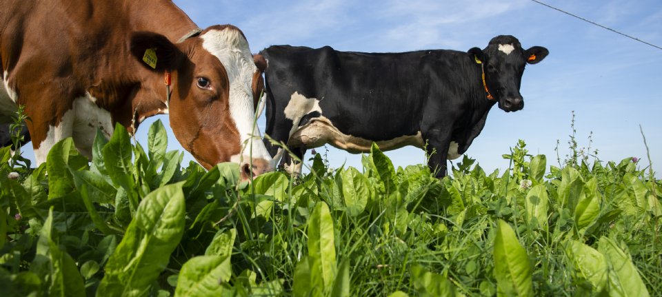 ReGeNL wil naar honderd regeneratieve voorlopers in zeven jaar - Nieuwe ...