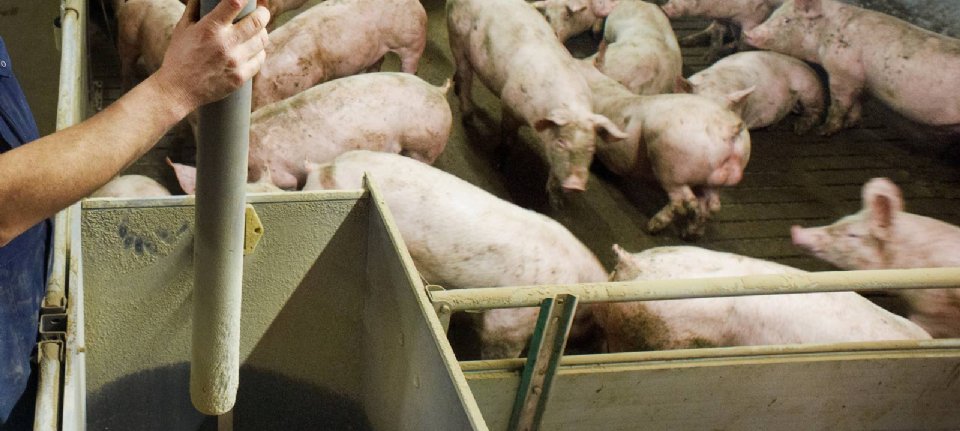 Groot-Brittannië ziet nog niets in dierlijk eiwit in varkensvoer ...
