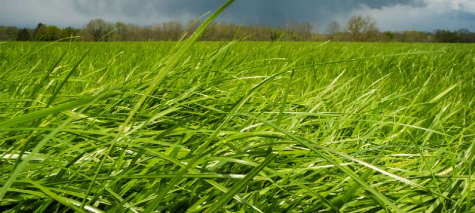 Vijf nieuwe rassen Engels raaigras op rassenlijst - Nieuwe Oogst