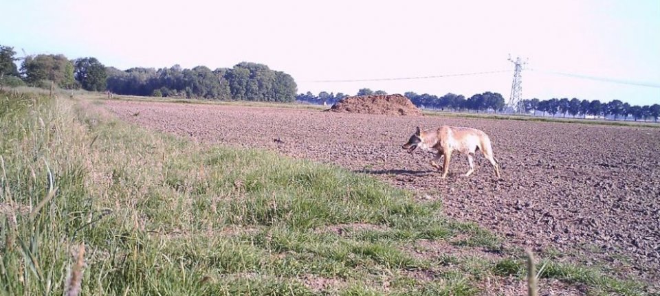 Run op wolfwerende rasters in Gelderland - Nieuwe Oogst