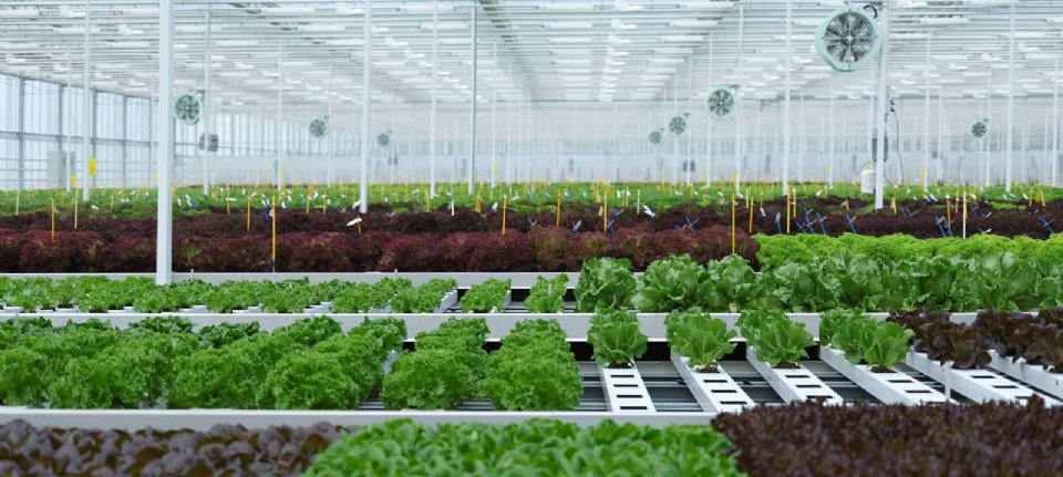 Topproductie voor sla met hightech teelt op water - Nieuwe Oogst