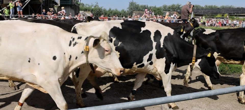 Koeien van Kaasboerderij Schep kunnen eindelijk naar buiten - Nieuwe Oogst
