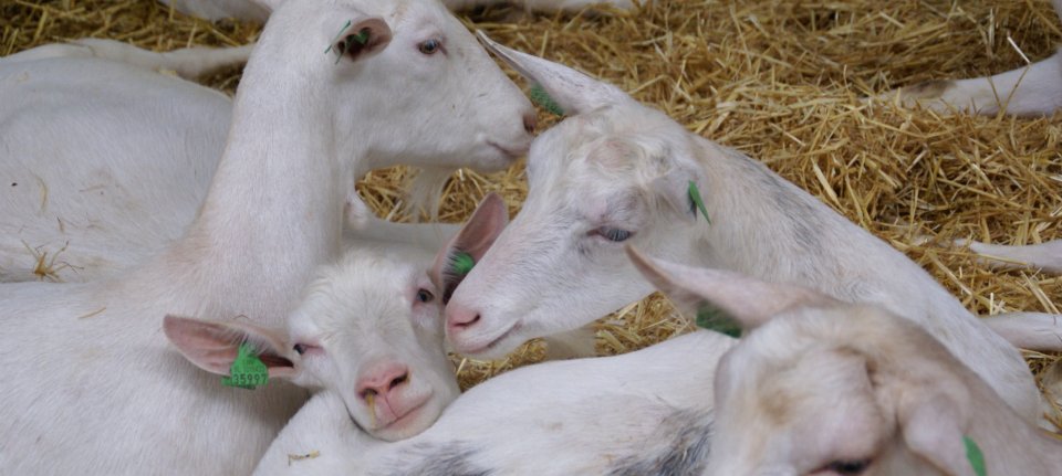 Vaccineren tegen Q-koorts is goed te verfijnen - Nieuwe Oogst