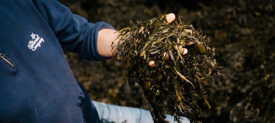 Steun voor grotere productie biostimulant uit zeewier - Nieuwe Oogst