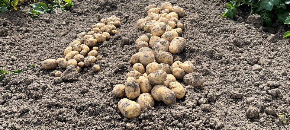 Aviko en Rabobank bundelen krachten in toekomst aardappelteelt - Nieuwe ...
