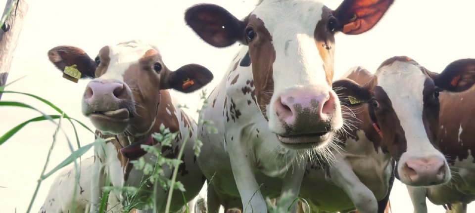 On the way to PlanetProof en Beter Leven Keurmerk bundelen krachten ...