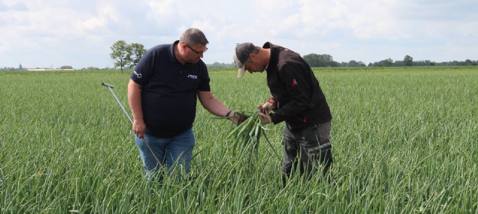 Uien op ruggen fertigeren pakt goed uit bij Groningse teler - Nieuwe Oogst