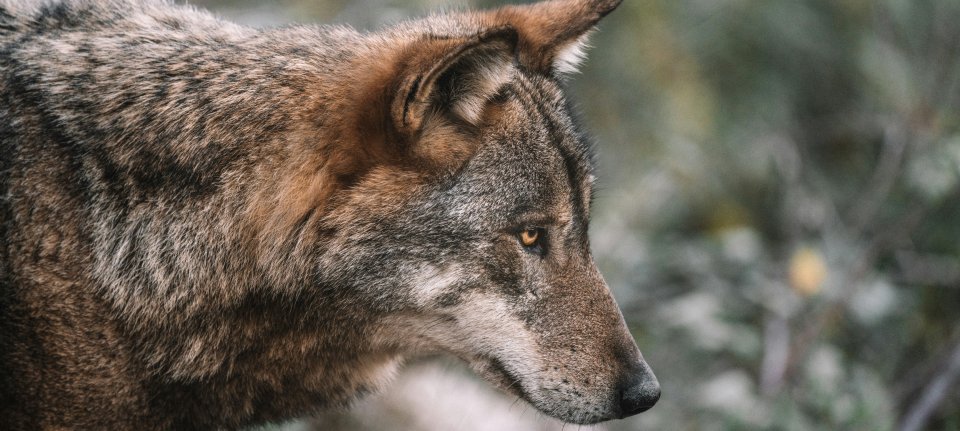 'Het is nu klaar met de wolf, we hebben lang genoeg toegekeken ...