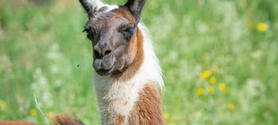 Schop, spuug of plas, wat weert een wolf? - Nieuwe Oogst