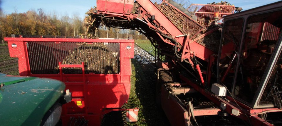 Laatst geoogste witlofpennen gaan naar Oostenrijk - Nieuwe Oogst