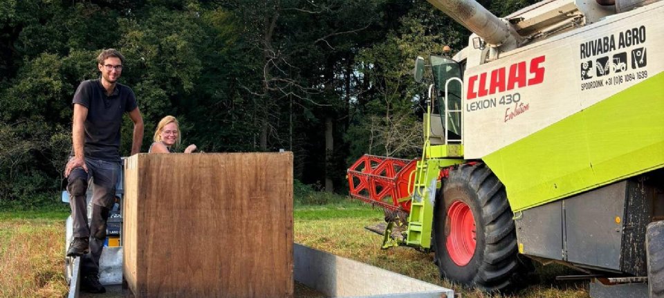 Boekweit maakt een comeback in Noord-Brabant - Nieuwe Oogst