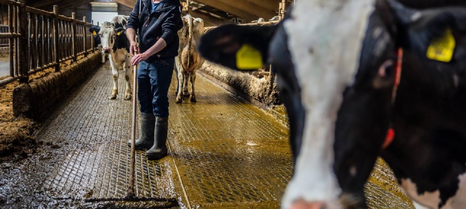 'Mestverwerking wordt een mestkeuken om het land goed te voeren' - Nieuwe Oogst