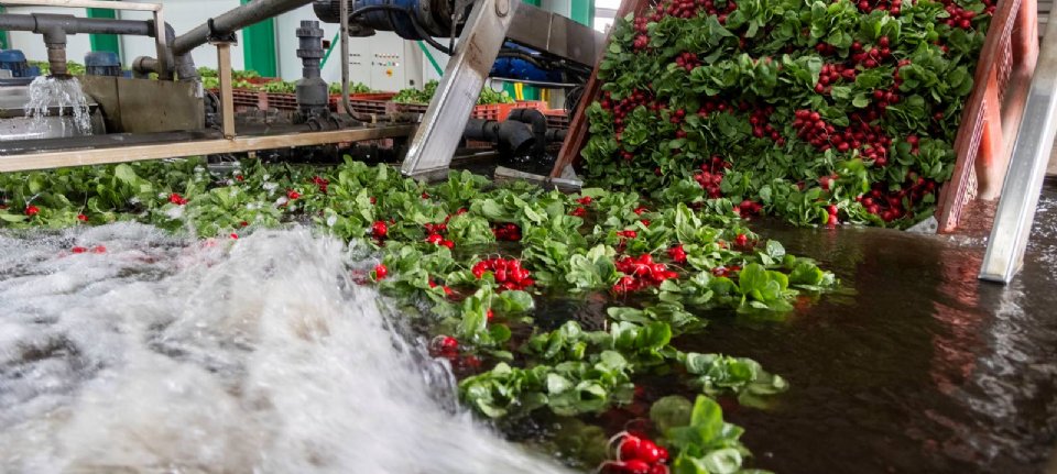 Daily Fresh Radish focust op dicht op de markt telen en leveren ...