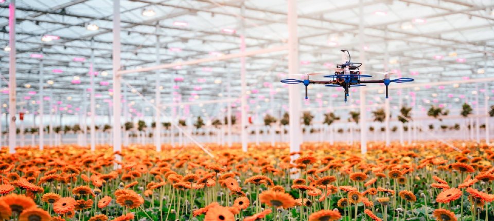 Drone speurt binnenkort naar mineervlieg in gerbera - Nieuwe Oogst