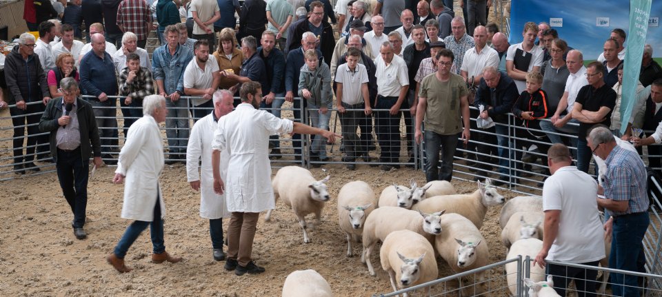 Nationale Texelaarkeuring: 'Het volmaakte schaap moet nog geboren ...