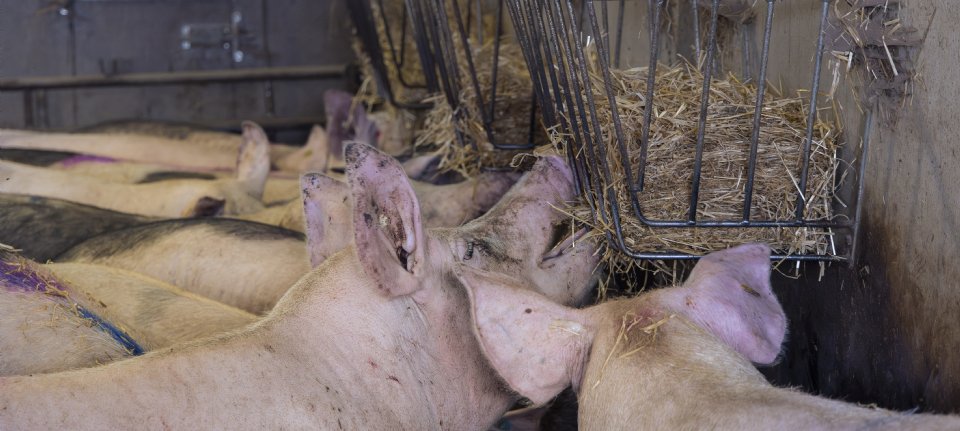 Varken wil leven lang worden uitgedaagd - Nieuwe Oogst