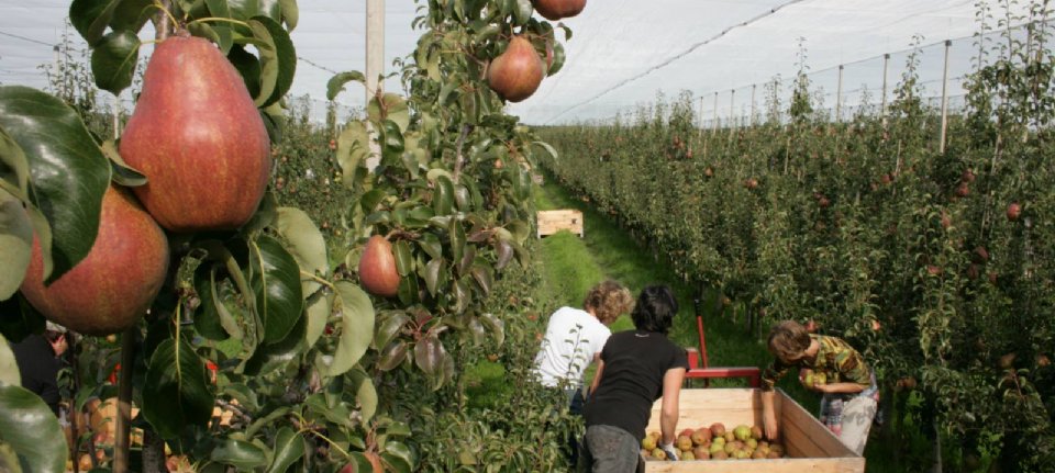 Fruitteelt: minder uitbreidingsplannen - Nieuwe Oogst