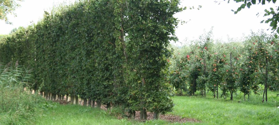 Subsidie voor herplant fruithaag Flevoland - Nieuwe Oogst