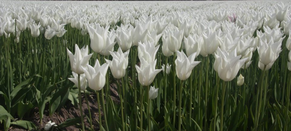 Tulp voor in ontwikkeling - Nieuwe Oogst